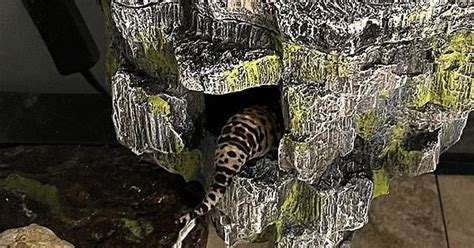 My Leopard Gecko Hiding Album On Imgur