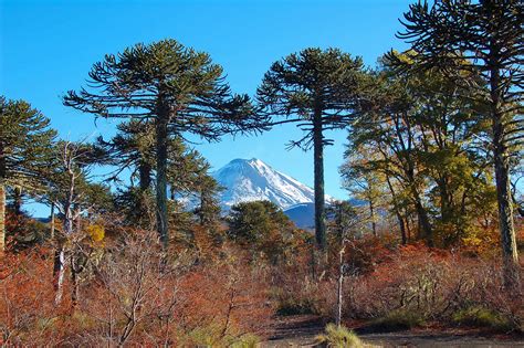 Parque Nacional Conguillío Conaf