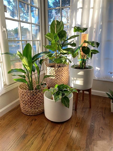 A Green Corner With Three Potted Plants