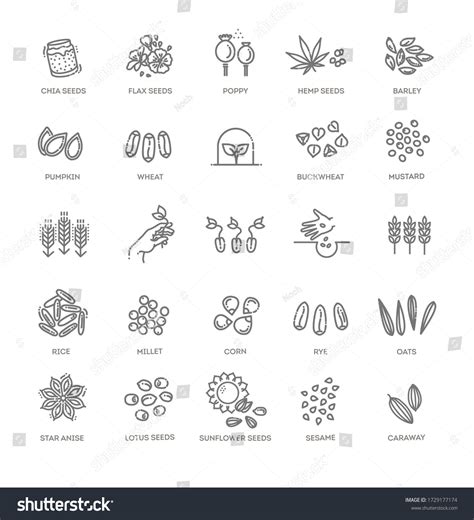 Plant Seed Vector Icon Set Stock Vector Royalty Free 1729177174