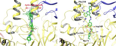 3d Poses Of The Docked Structure Of The Synthesized Compound Over The