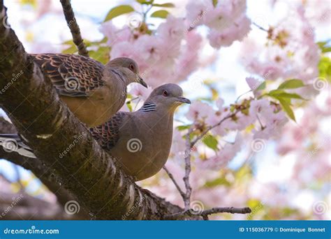 Turtle Doves Couple With Yaesakura Flowers Stock Image Image Of