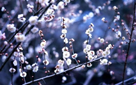 Winter Flower Wallpapers 19 Free Background Images WallpaperGap