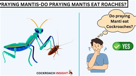 47 What Animal Eats Cockroaches Ideas Cockroaches Kill Roaches