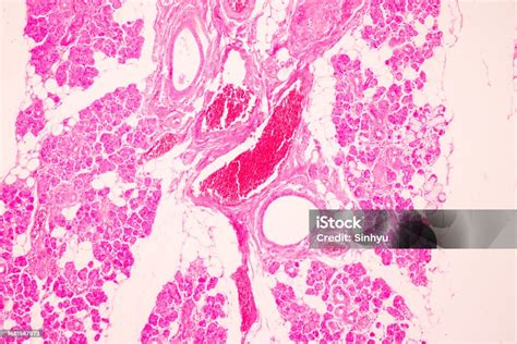 Histological Tonsil And Parotid Human Cells Under Microscope Stock