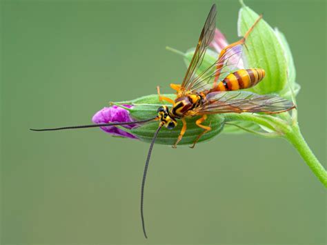 Ichneumon Wasp Ichneumonidae Overview Identification Habitat