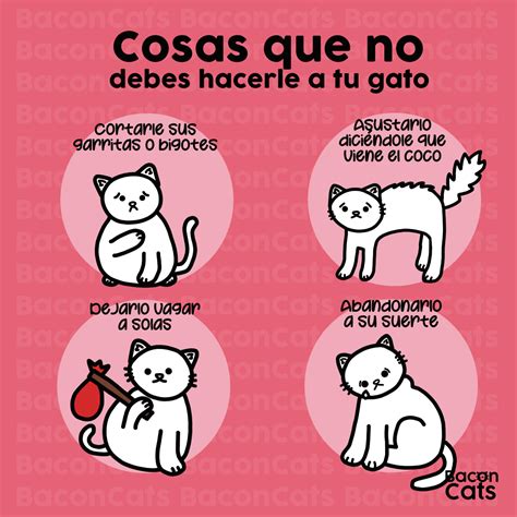 Cosas que no debes hacerle a tu gato Cuídalo BaconCats Cats