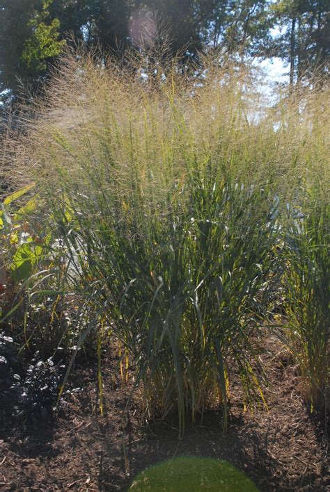 Panicum Virgatum Cloud Nine Tall Switch Grass North Carolina Extension Gardener Plant Toolbox