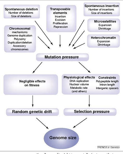 Figure 1 From Evolution Of Genome Size New Approaches To An Old