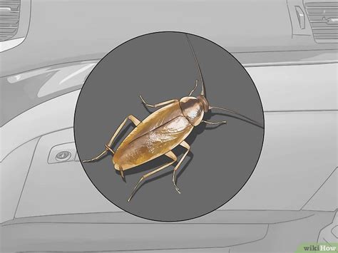 How To Get Rid Of Roaches In Your Car 10 Effective Methods