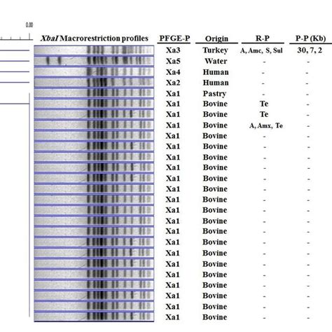 dendrogram generated with cliqs 1d pro v 1 0 of the 5 profiles xa1 to