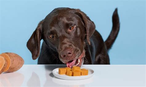What Seasonings Can Dogs Have Herbs And Spices For Dogs Bechewy