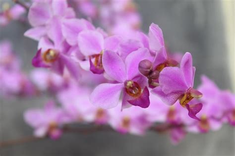 Premium Photo | Purple doritis orchid flower phalaenopsis pulcherrima ...