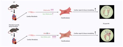Cardiac Fibroblasts And Cardiac Fibrosis