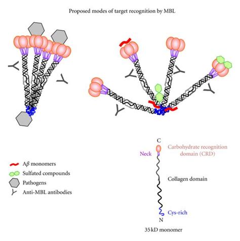 Mannose Binding Lectin Binds To Amyloid 𝜷 Protein And Modulates