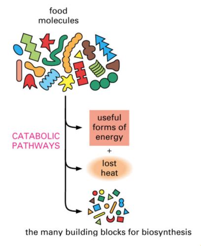 Den 7101 Nov 2 Howard Intro To Metabolism Flashcards Quizlet