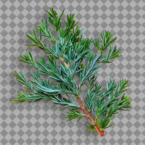 Premium Psd Png Arctic Juniper Leaf With Scale Like Leaf Shape And