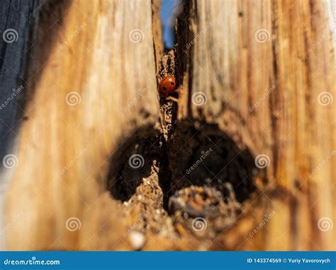 Ladybug In A Dry Wooden Tree Trunk Against The Blue Sky Wooden