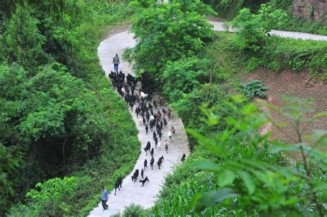 重庆市梁平区柏家镇 重庆梁平区柏家镇海拔 柏家镇有哪些村 大山谷图库