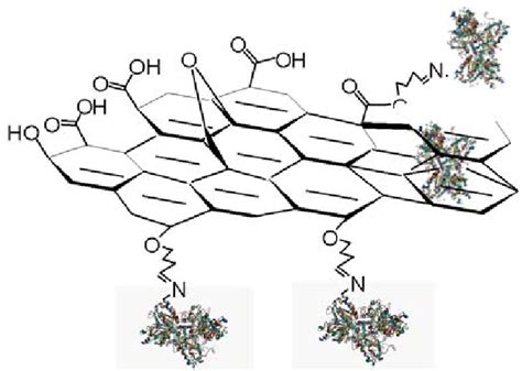 Schematic Model Of Acid Pectinase Onto Go Sheets Download Scientific