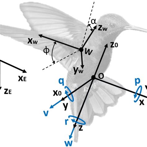 Coordinate Systems Used To Describe Wing And Body Motion Exeyeze Download Scientific Diagram