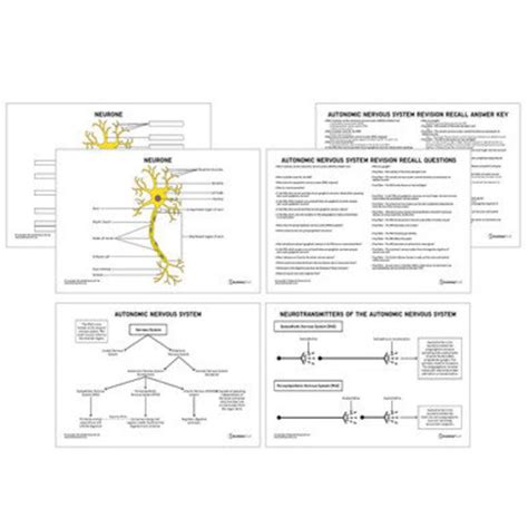 Autonomic Nervous System Anatomy Revision Worksheets Interactive And