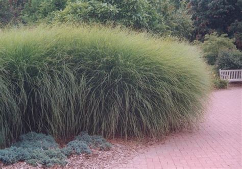 Miscanthus Sinensis Gracillimus Maiden Grass From Gilmore Plants