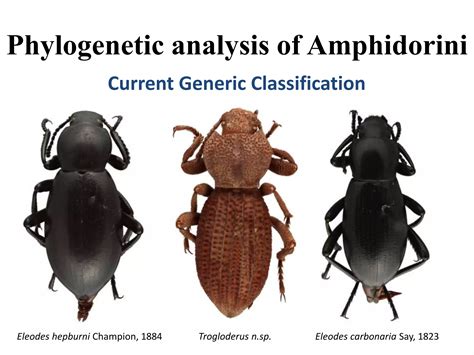 Biogeography And Evolution Of The Desert Stink Beetles PPT