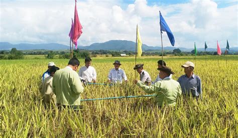 မိုင်းယန်းမြို့၌ တရုတ်ပြည် Du 12 စပါးမျိုး စံပြစိုက်ကွက် ကွင်းသရုပ်ပြစတင်ရိတ်သိမ်း Information