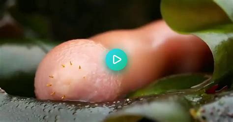 The Spoon Worm Album On Imgur