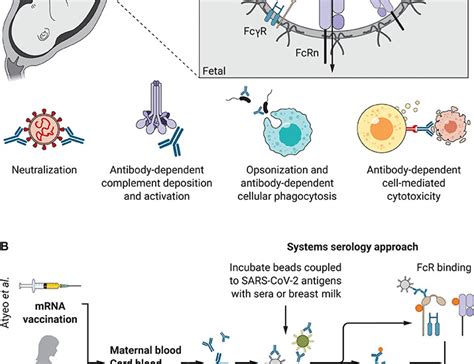 Pregnancy Influences Immune Responses To SARS CoV 2 Science