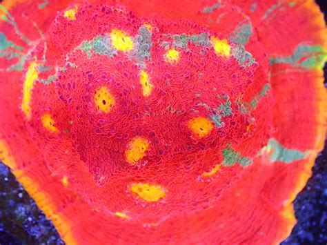 Rainbow Chalice Coral