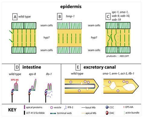 Microfilaments