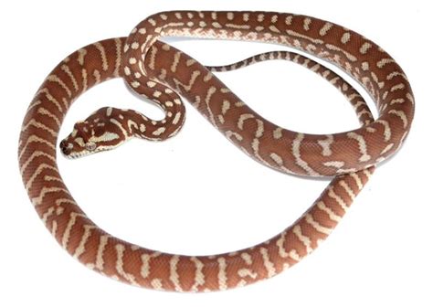 19hbm3 Hypo Bredli Male Centralian Carpet Python By Constrictors Northwest