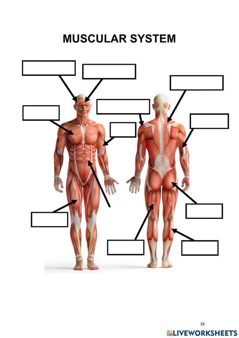 Free Muscle Anatomy Worksheet Download Free Muscle Anatomy Worksheet