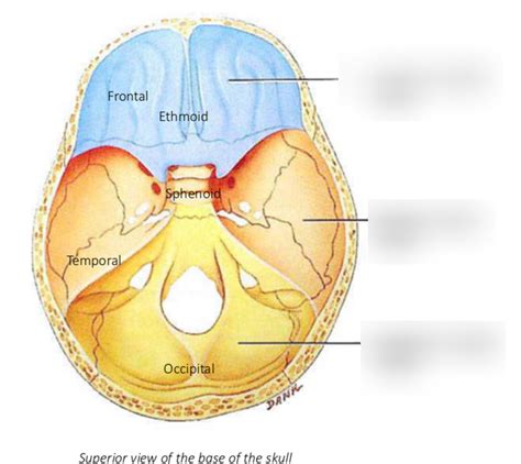 Cranial Fossa Diagram Quizlet
