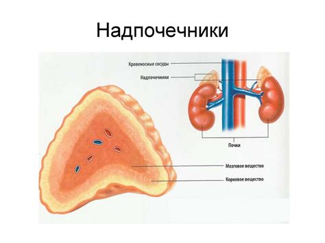 Эндокринные железы презентация онлайн