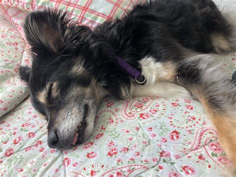 Maya Capasso 🖋🏳️‍🌈 Mayacapswrites Twitter