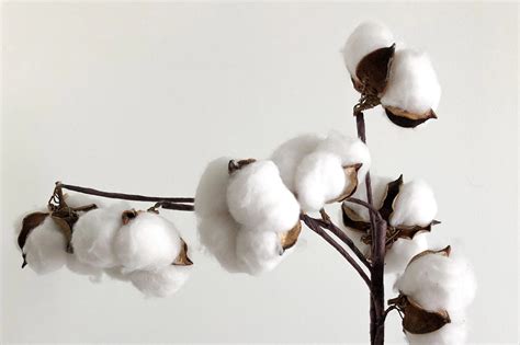 赞美棉花的古诗大全 棉花用古文怎么说 古诗词形容棉花 大山谷图库