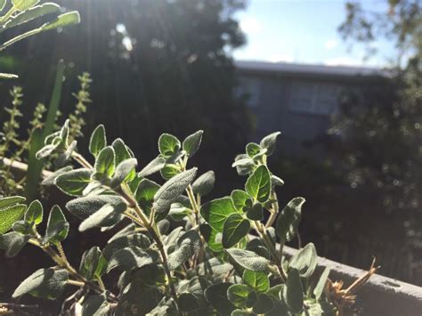 Choosing The Right Herbs For Your Garden Set Up Selection And Inspiration