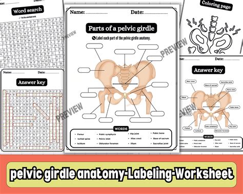 Pelvic Girdle Anatomy Worksheets Labeling Diagram Word Search Coloring Skeleton Science