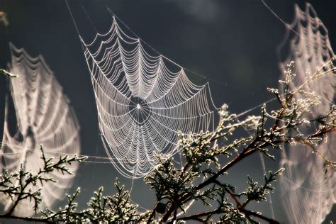 Spiders Can Be Beautiful Well Their Webs Anyway Spider Web Spider
