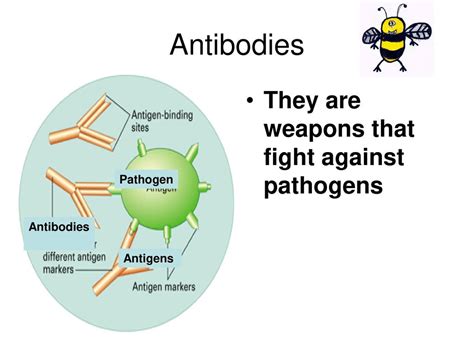 Aim: How does our body defend us from pathogens? - ppt download