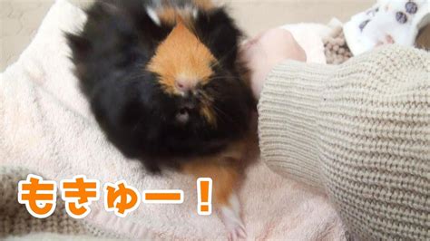 撫でろ触るな撫でろあっち行けなモルモット Fighting Guinea Pig YouTube