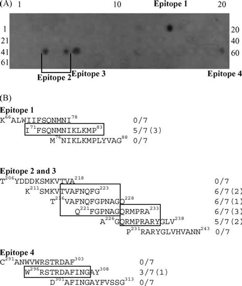 Ige Binding To Overlapping Peptides A Epitope Mapping Was Performed Download Scientific