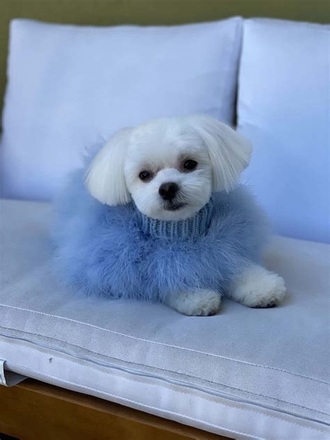 100 Maltese Puppies Pictures