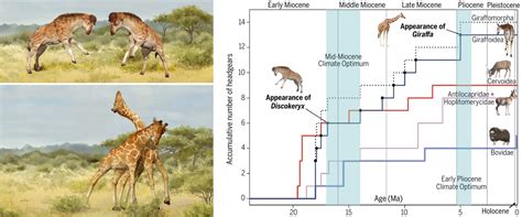 Science Magazine On Twitter An Early Giraffe Ancestors Unique Head