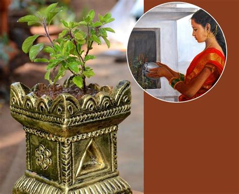 Why Water Is Not Offered In Tulsi Plant On Sunday And Ekadashi Tithi In