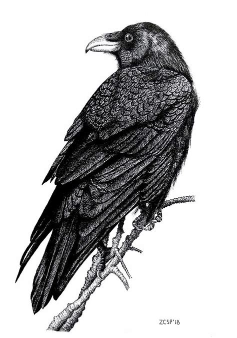 Common Or Northern Raven Corvus Corax Drawing By Zephyr Polk Pixels