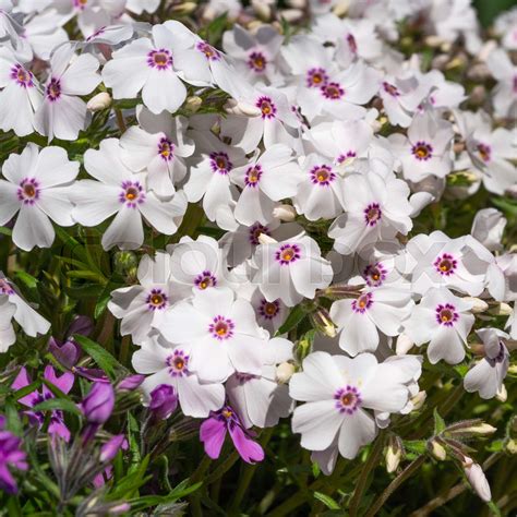 Moss Phlox Phlox Subulata Stock Image Colourbox